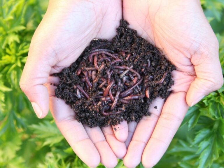 Red Wiggler Worm Reproduction Solana Center